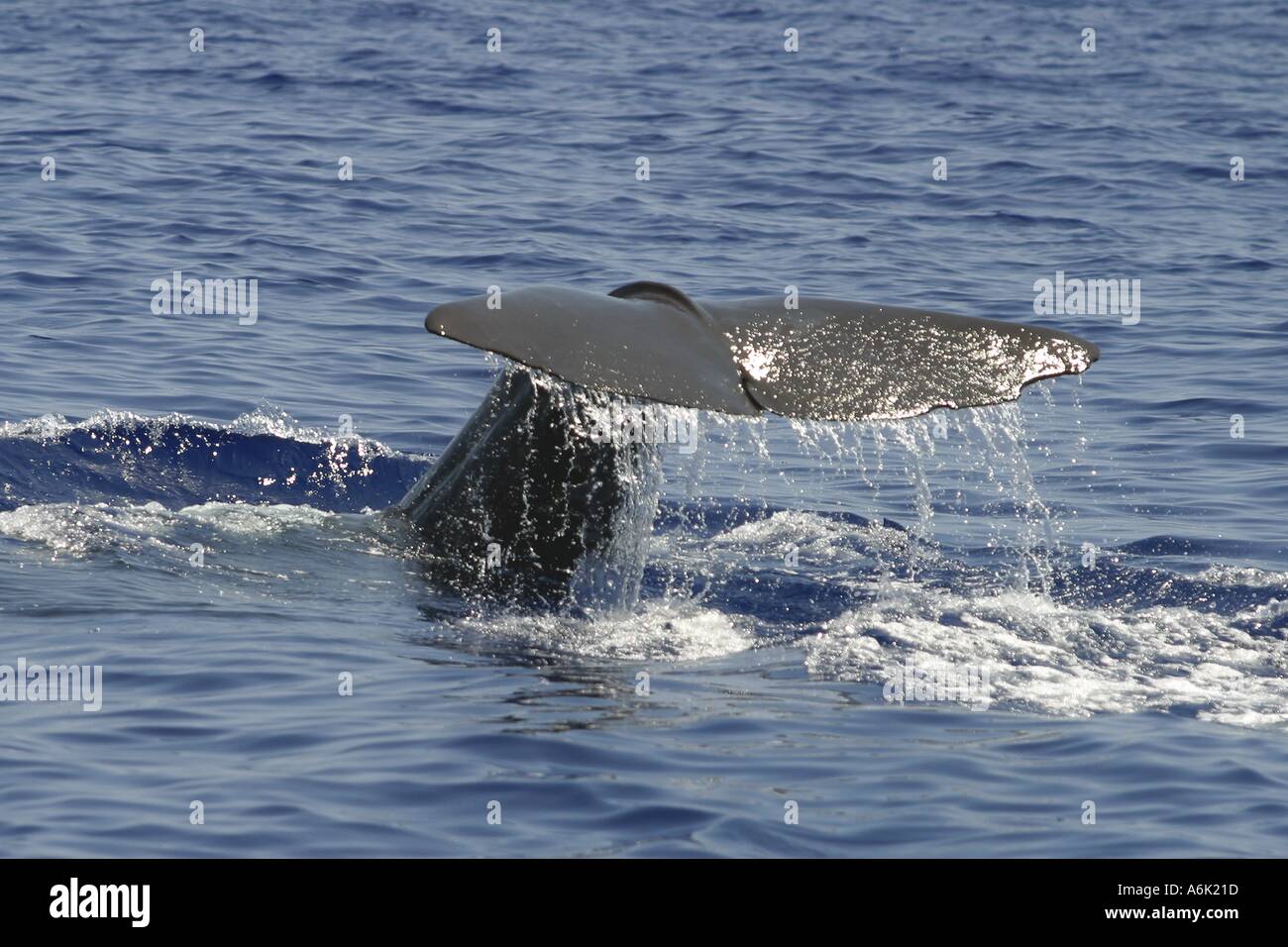 Sperm whale oil hi-res stock photography and images - Alamy