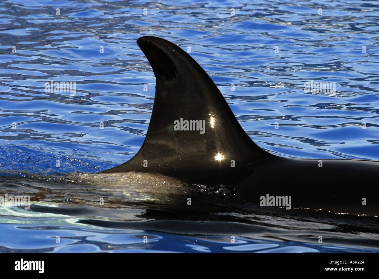 The dorsal fin of a killer whale, Orcinus orca, California USA Stock ...