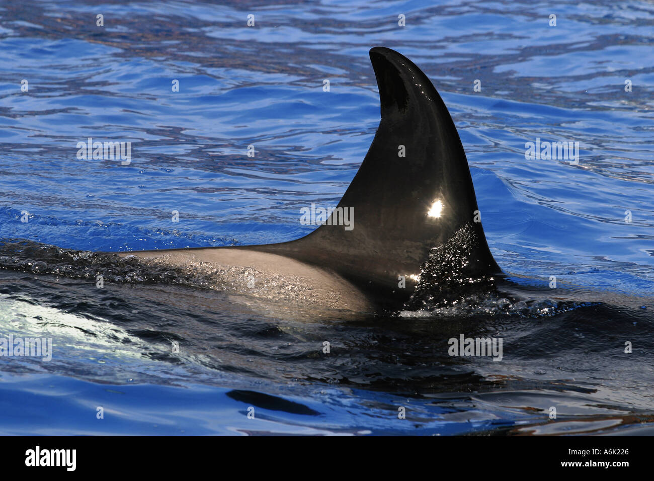 The dorsal fin of a killer whale, Orcinus orca, California USA Stock ...