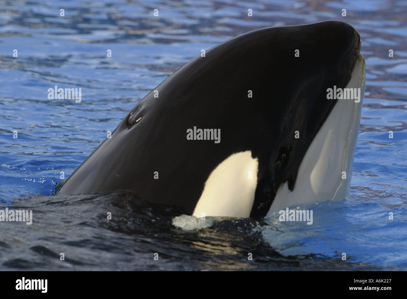 The head of a killer whales, Orcinus orca, breaks the surface ...