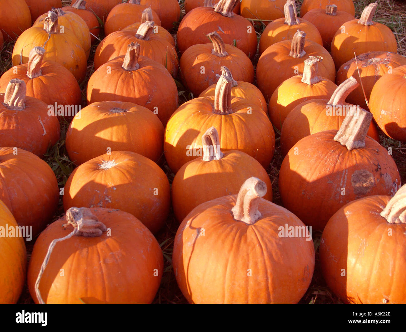 Festive Pumpkins lined up for sale Stock Photo - Alamy