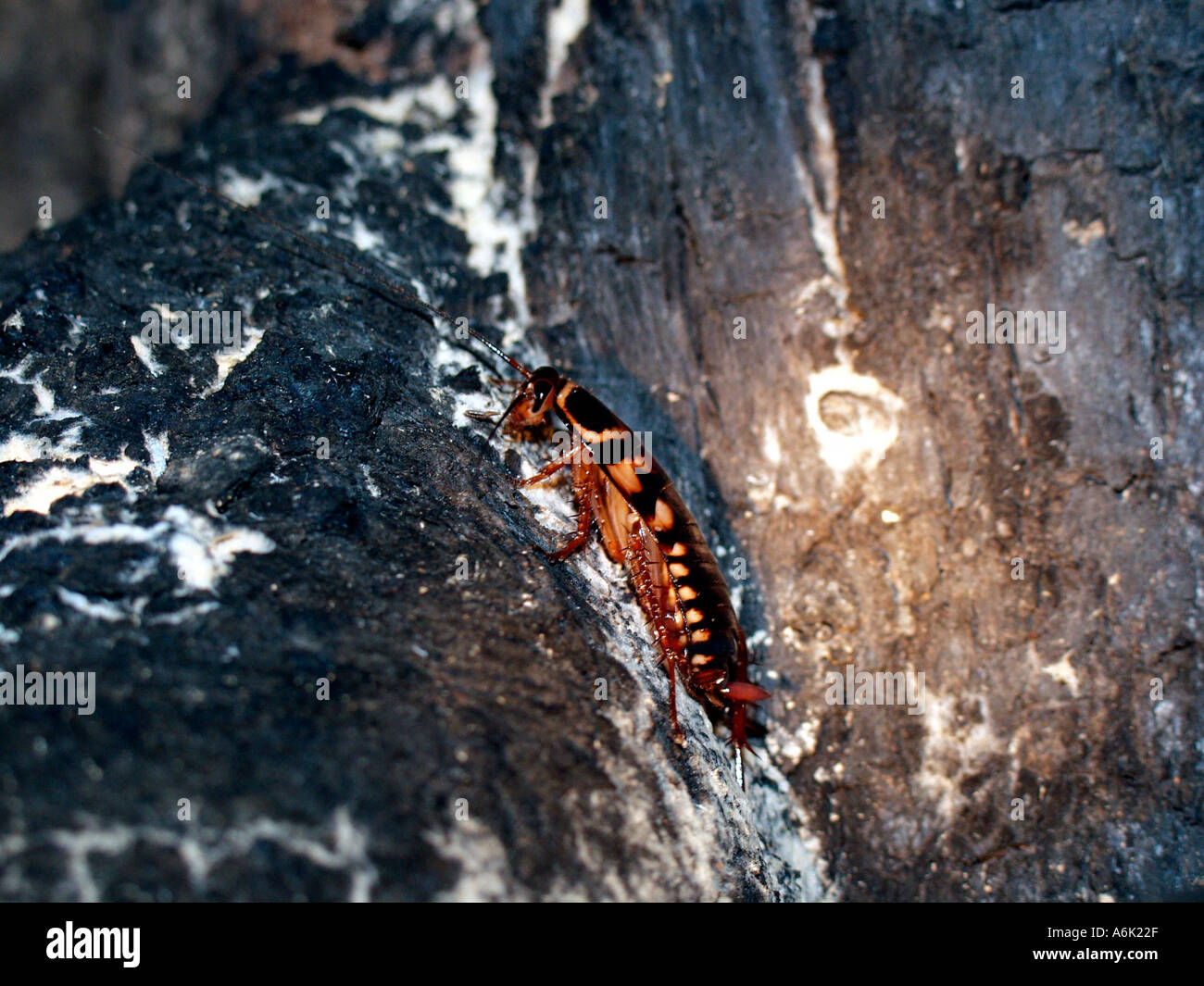 Bark cockroach hi-res stock photography and images - Alamy