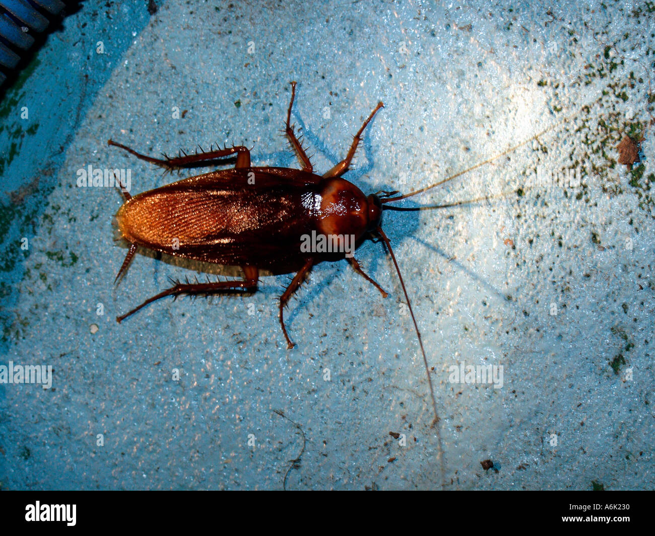 American cockroach taken at night in Florida Stock Photo - Alamy
