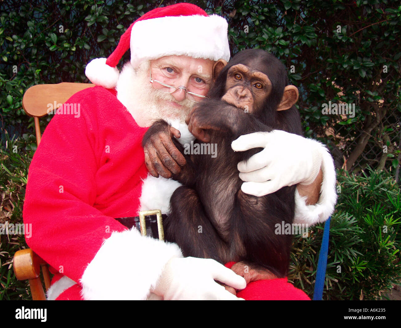 Santa Claus holding with a young chimpanzee on his lap Stock Photo - Alamy