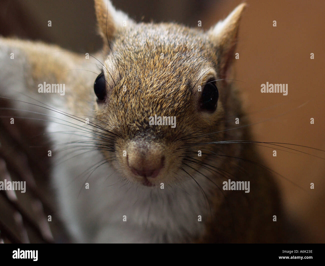 Tight closeup of gray squirrel face Stock Photo - Alamy