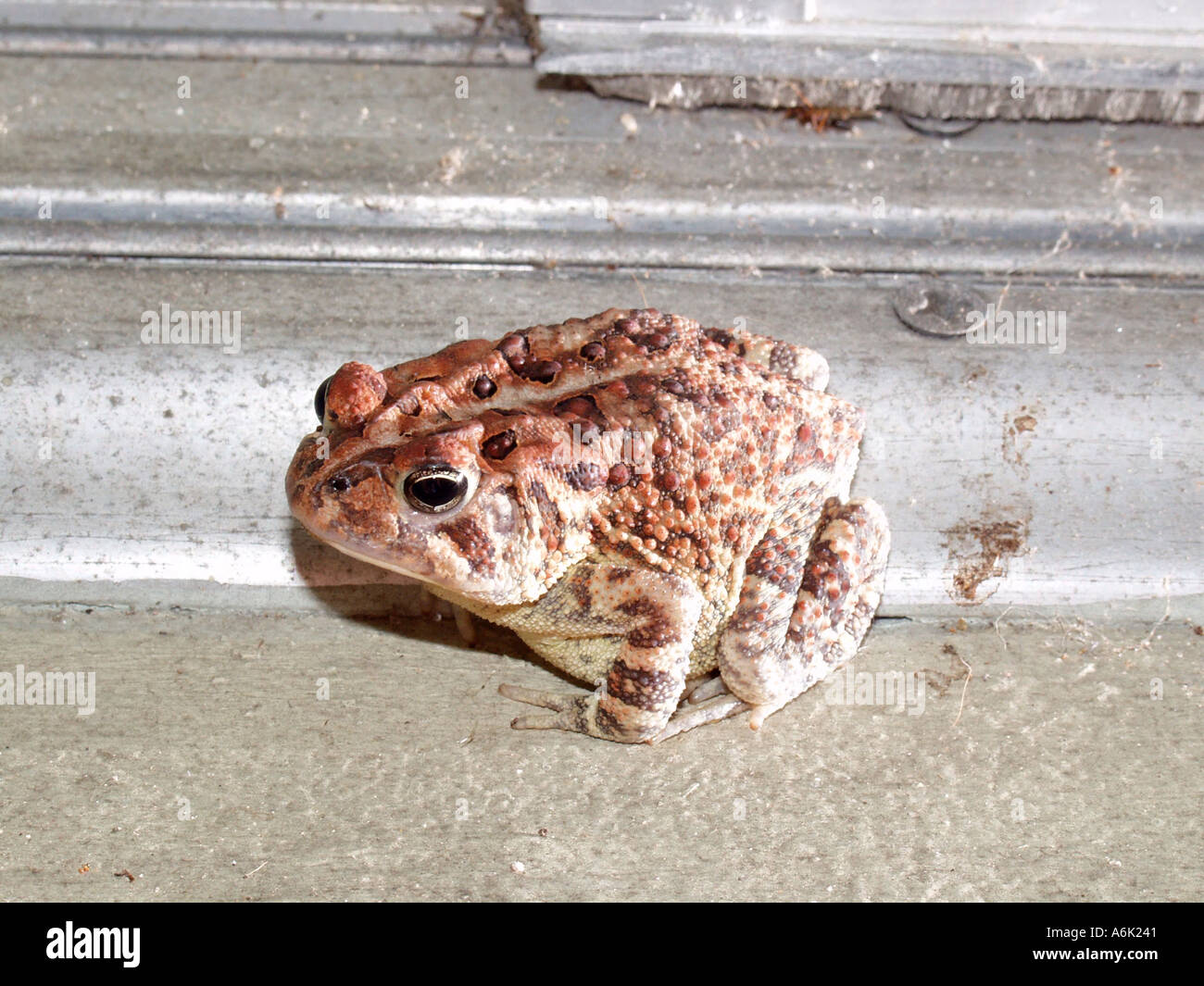 Southern toad Bufo terrestris on a porch in Florida Stock Photo - Alamy