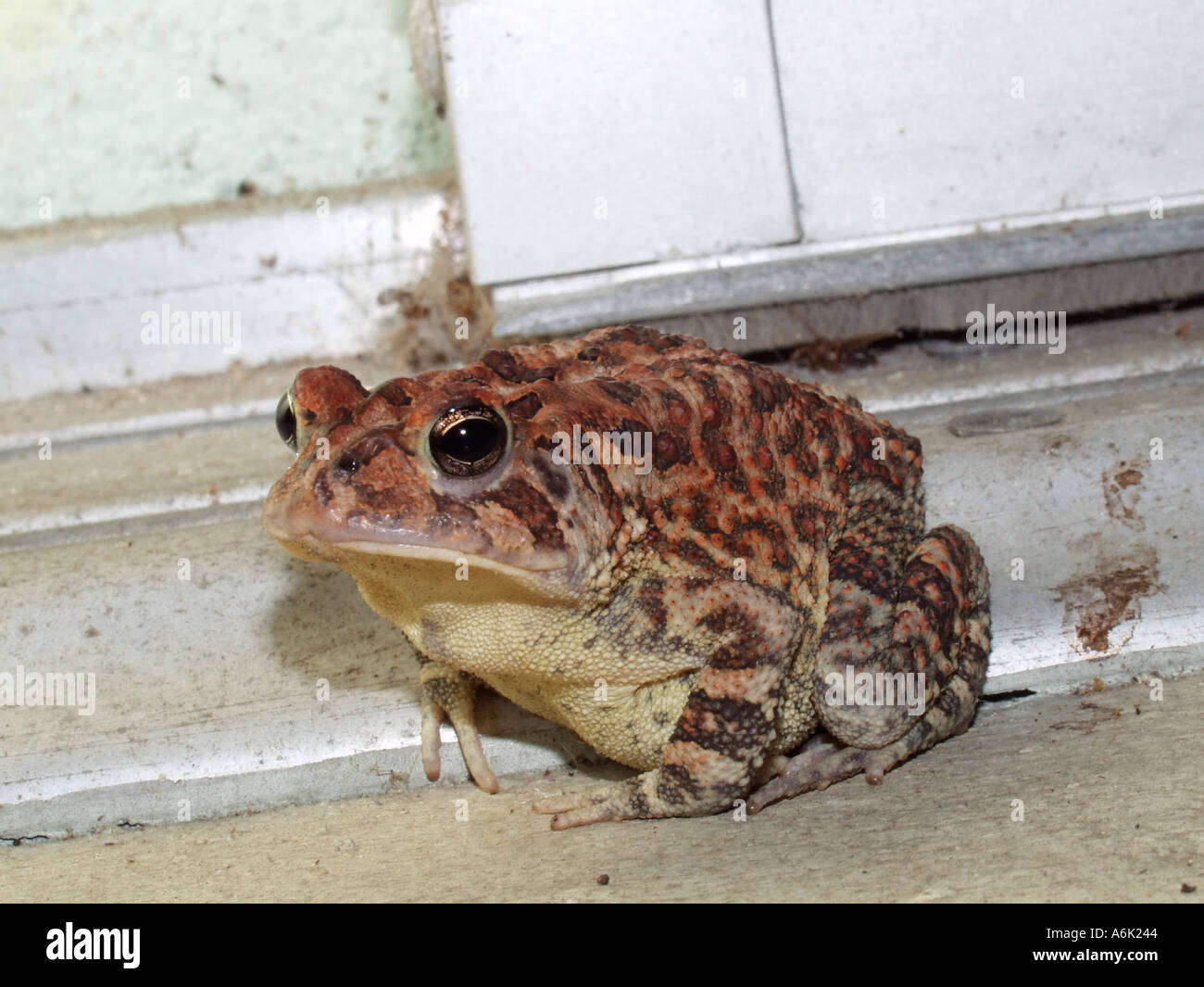 Southern toad Bufo terrestris on a porch in Florida Stock Photo - Alamy