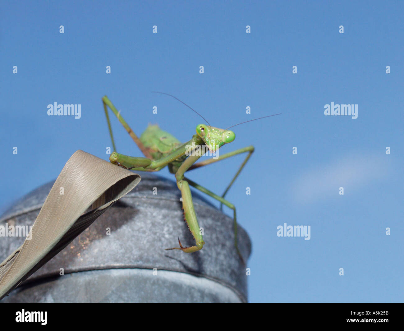 Carolina mantis religiosa hi-res stock photography and images - Alamy