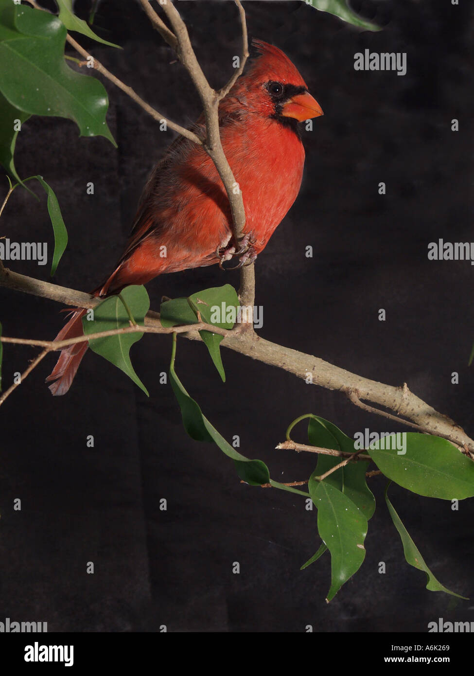 Cardinal Nest High Resolution Stock Photography and Images - Alamy