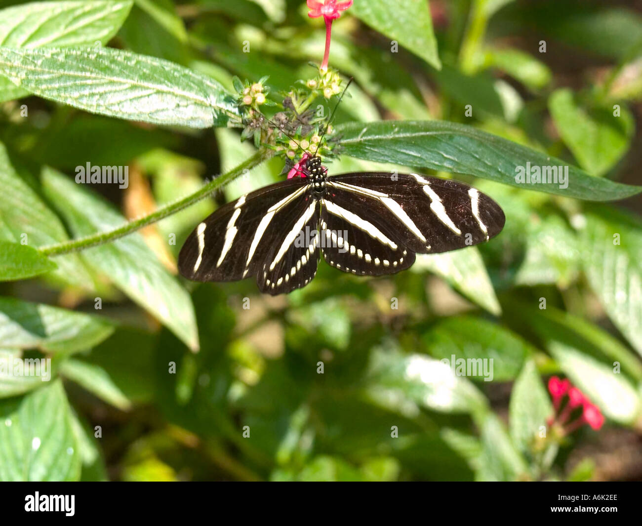 Native florida butterfly hi-res stock photography and images - Alamy