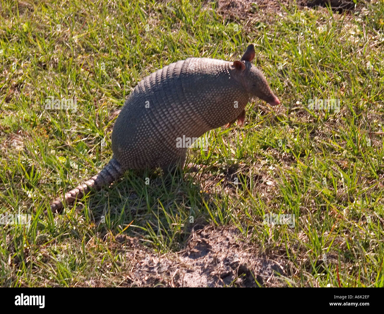 Armadillo burrow hi-res stock photography and images - Alamy