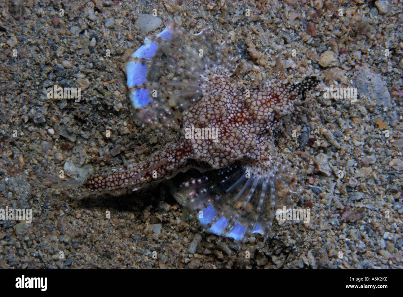 Draconis hi-res stock photography and images - Alamy