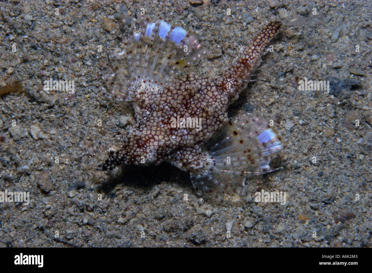 Draconis hi-res stock photography and images - Alamy