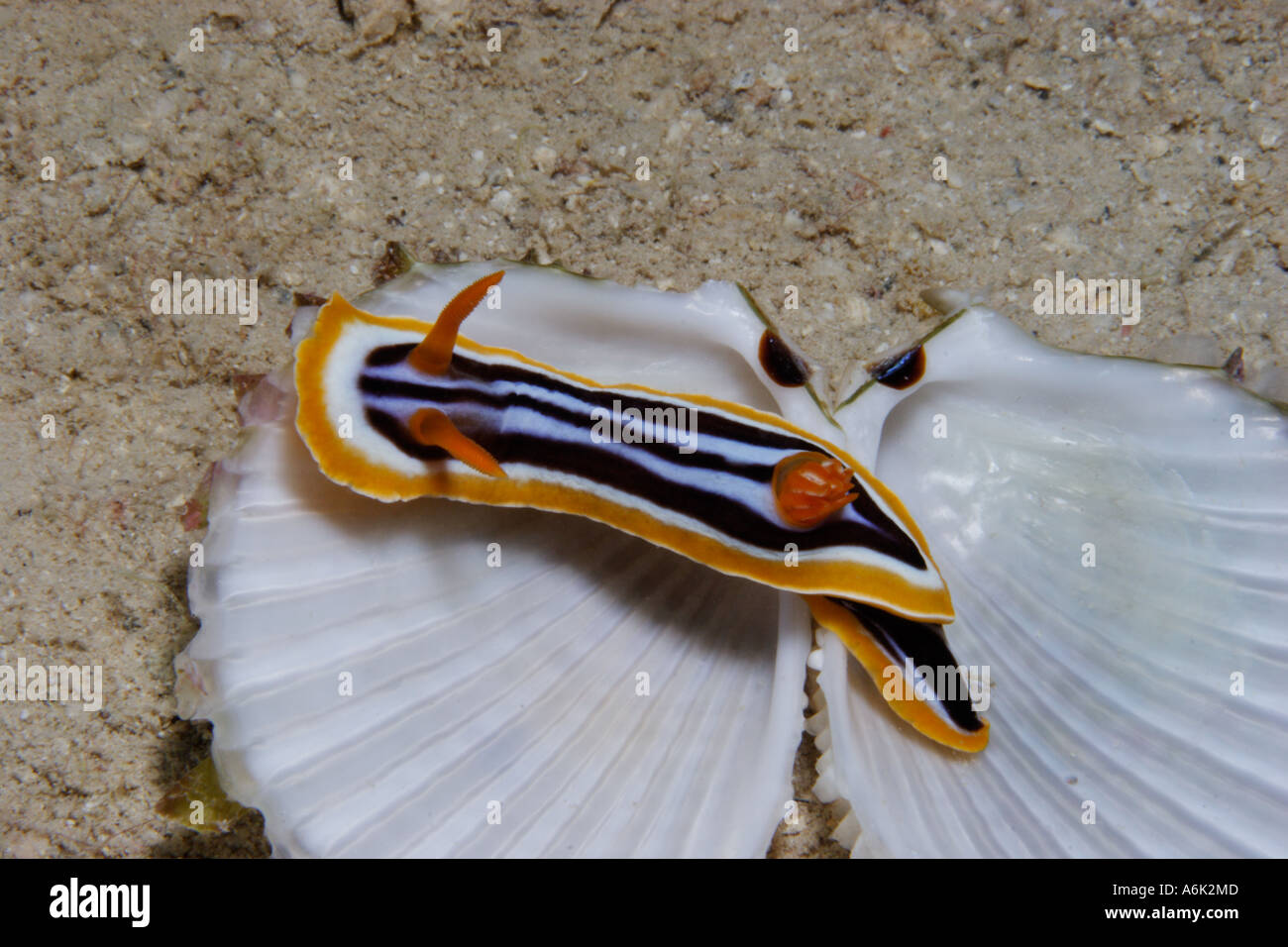 Chromodoris Quadricolor Stock Photos & Chromodoris Quadricolor Stock ...