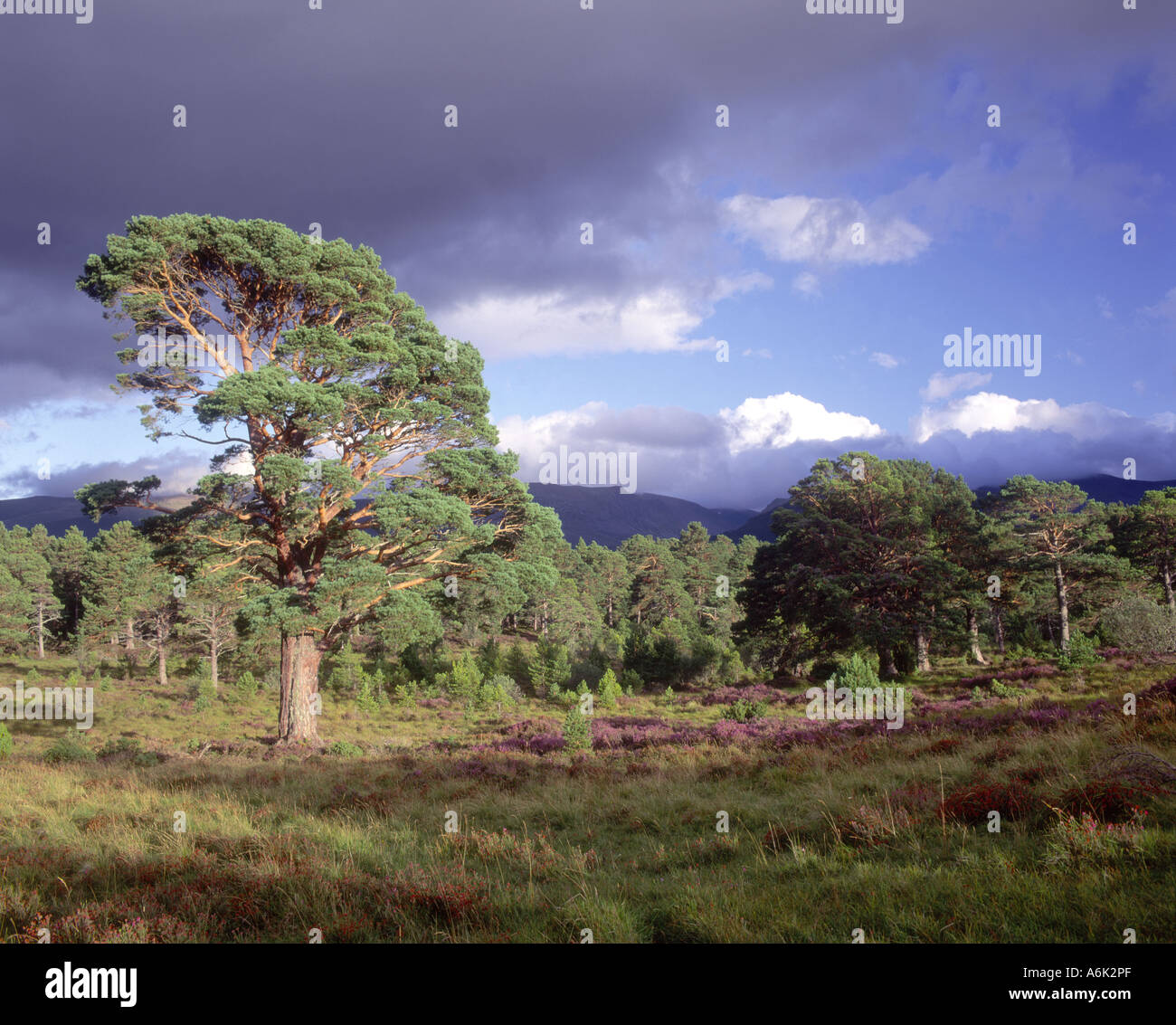 Caledonian Native Pine Forest Stock Photo - Alamy