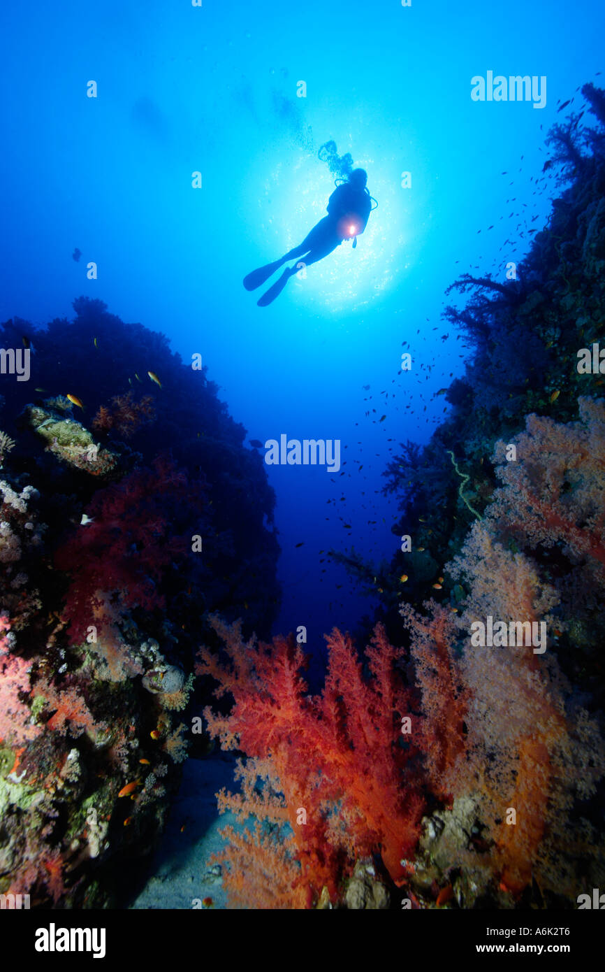 scuba diver on colorful coral reef with soft corals Stock Photo - Alamy