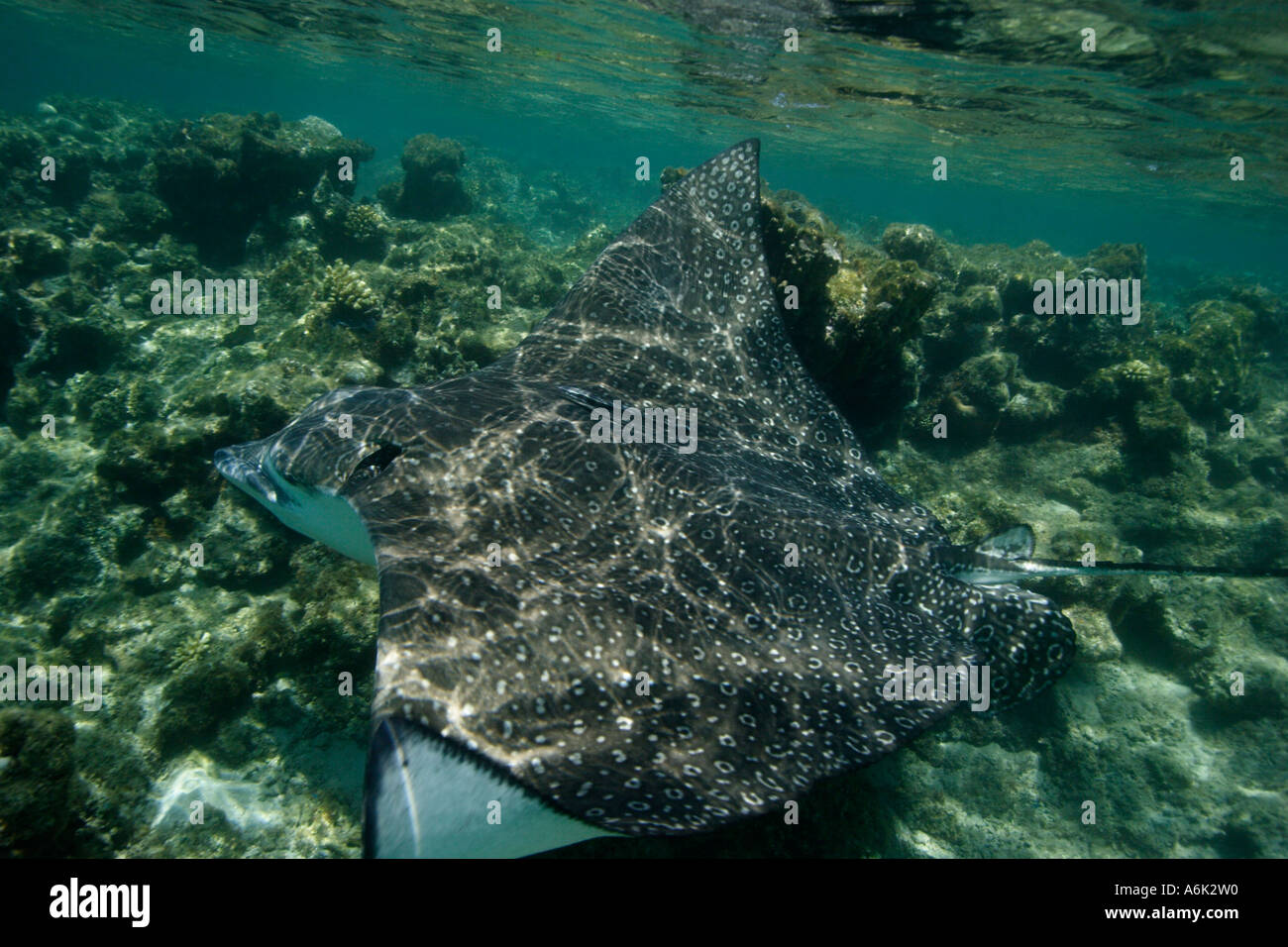 Aeobatus narinari White-spotted eagle ray Stock Photo - Alamy