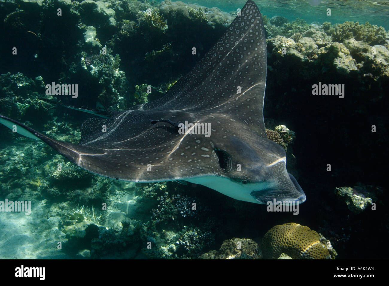 Whitespottet hi-res stock photography and images - Alamy