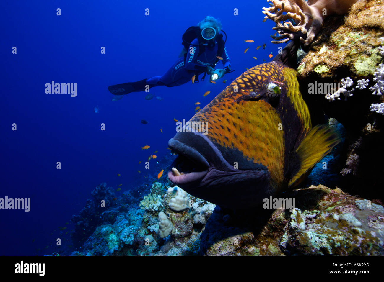 scuba diver and titan triggerfish in coral reef Balistoides viridescens ...