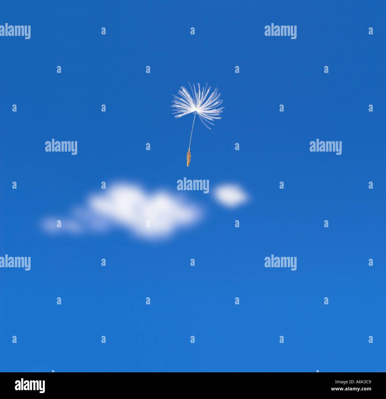 one single dandelion seed flying over a white cloud officinale Stock ...