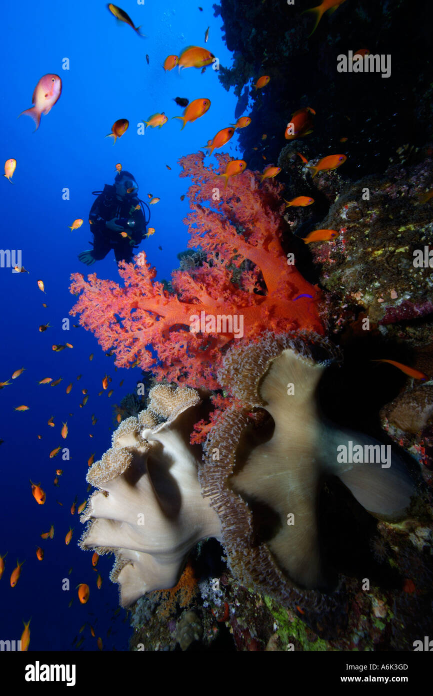 scuba diver on colorful coral reef Stock Photo - Alamy
