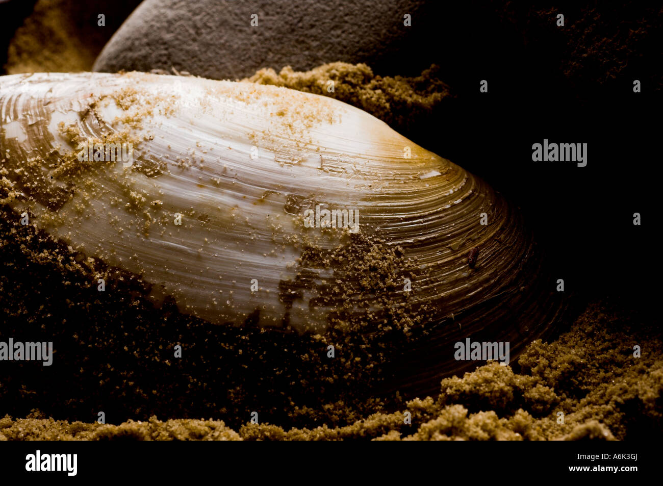 Sea shell in the sand Stock Photo - Alamy