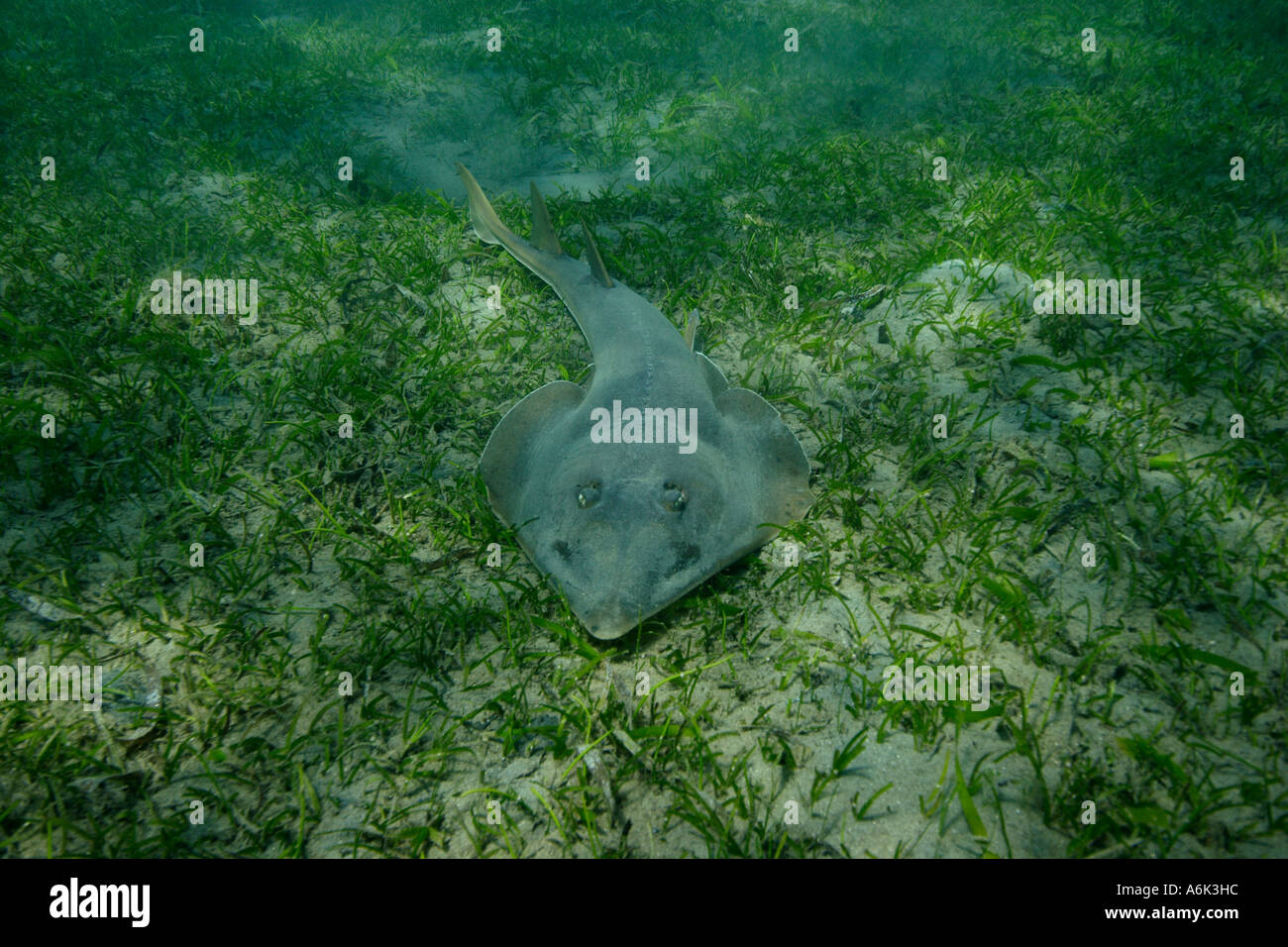 Halavi guitarfish in seegrass, rhinobatos halavi Stock Photo - Alamy