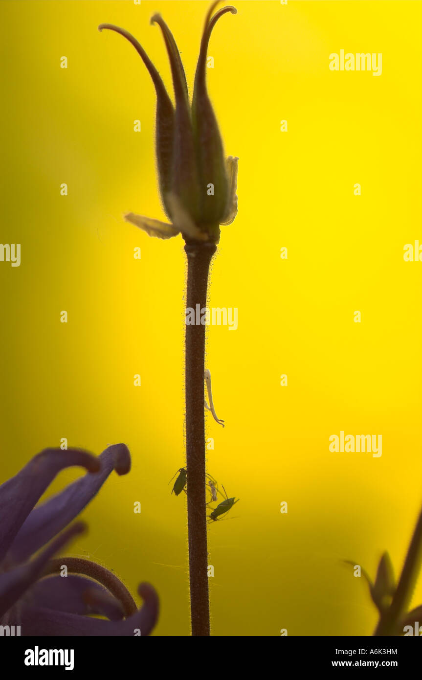 Alien plant hi-res stock photography and images - Alamy