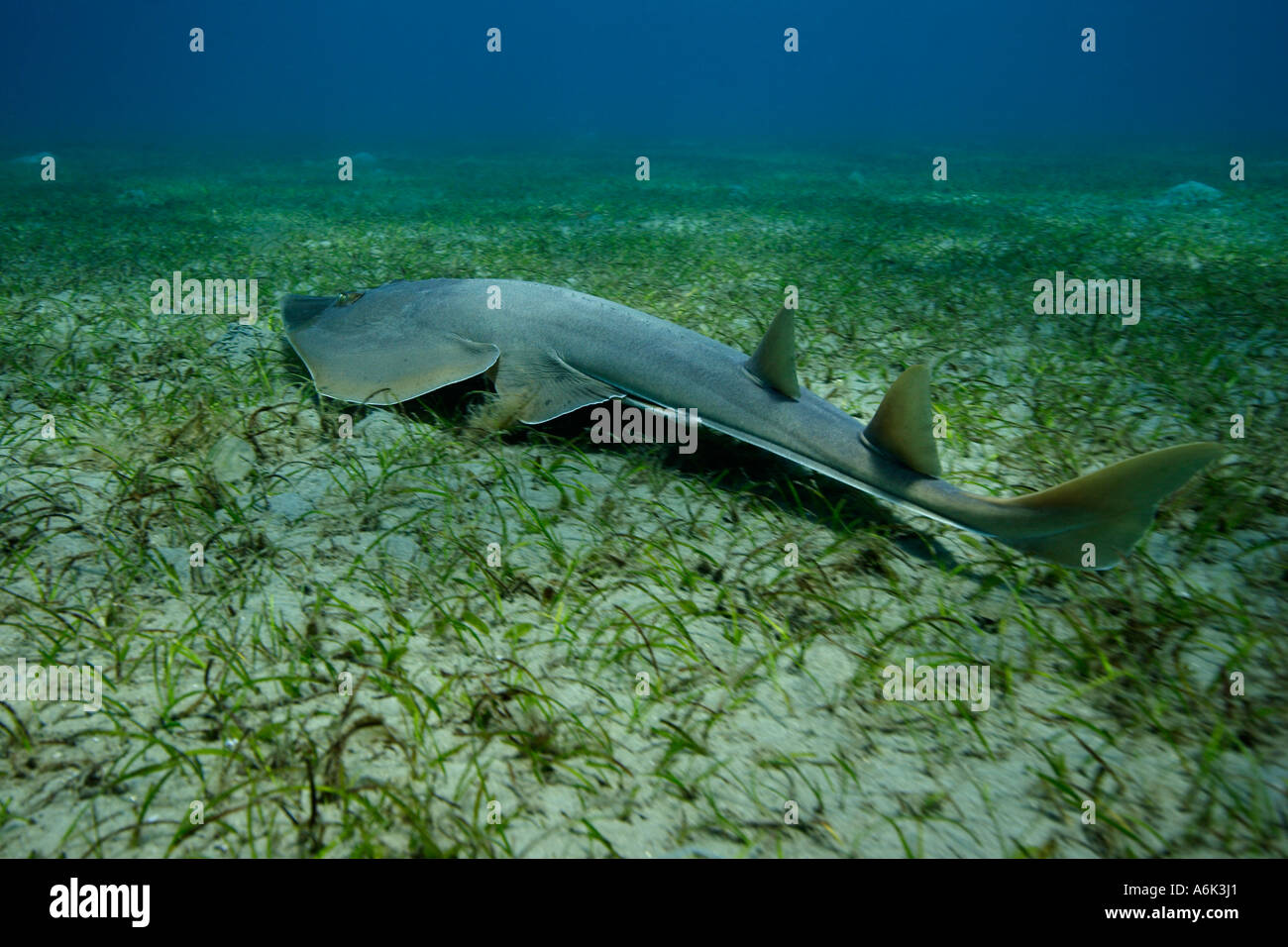 Halavi guitarfish in seegrass, Rhinobatos halavi Stock Photo - Alamy