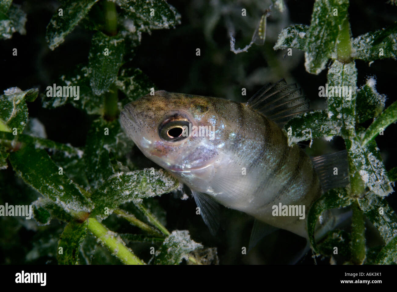 Perca fluviatilis European Perch Stock Photo - Alamy