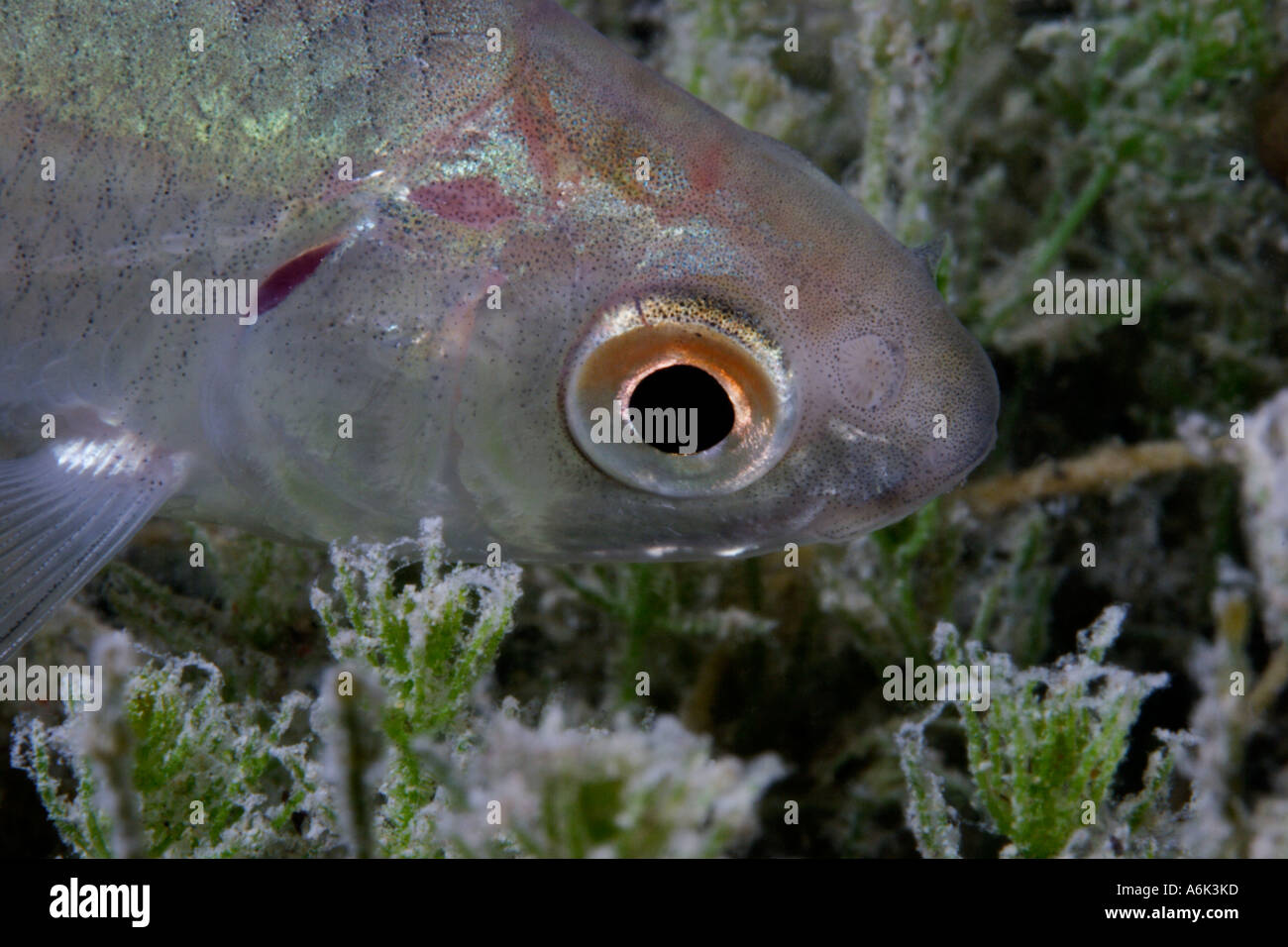 Common roach rutilus rutilus hi-res stock photography and images - Alamy