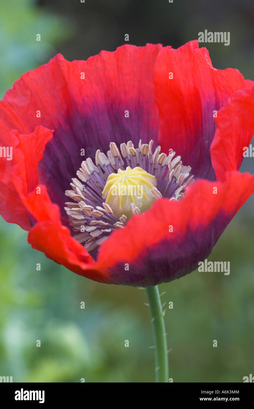 Red and purple poppy in bloom Stock Photo - Alamy
