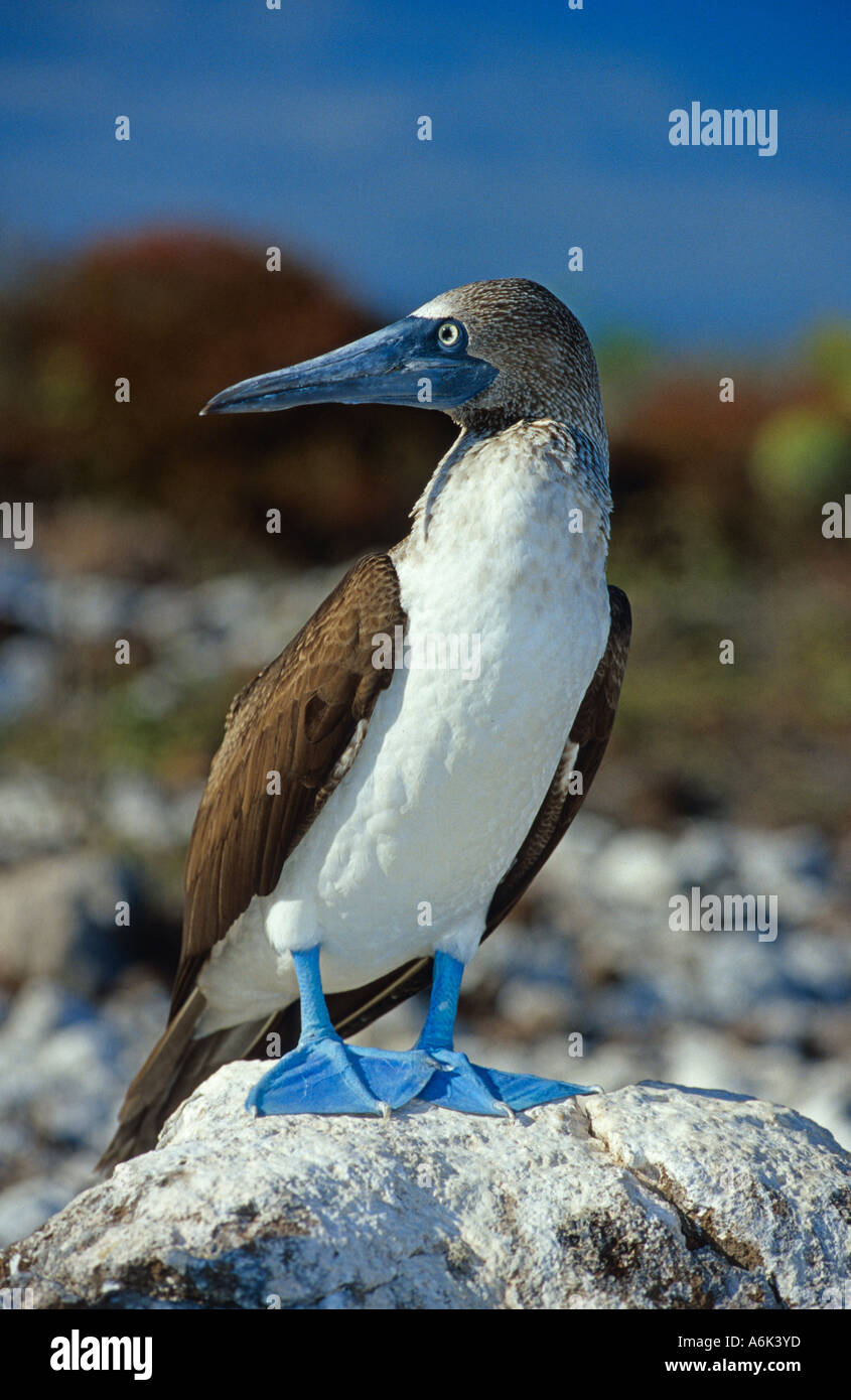 Blue footed Booby, Sula nebouxii Stock Photo - Alamy