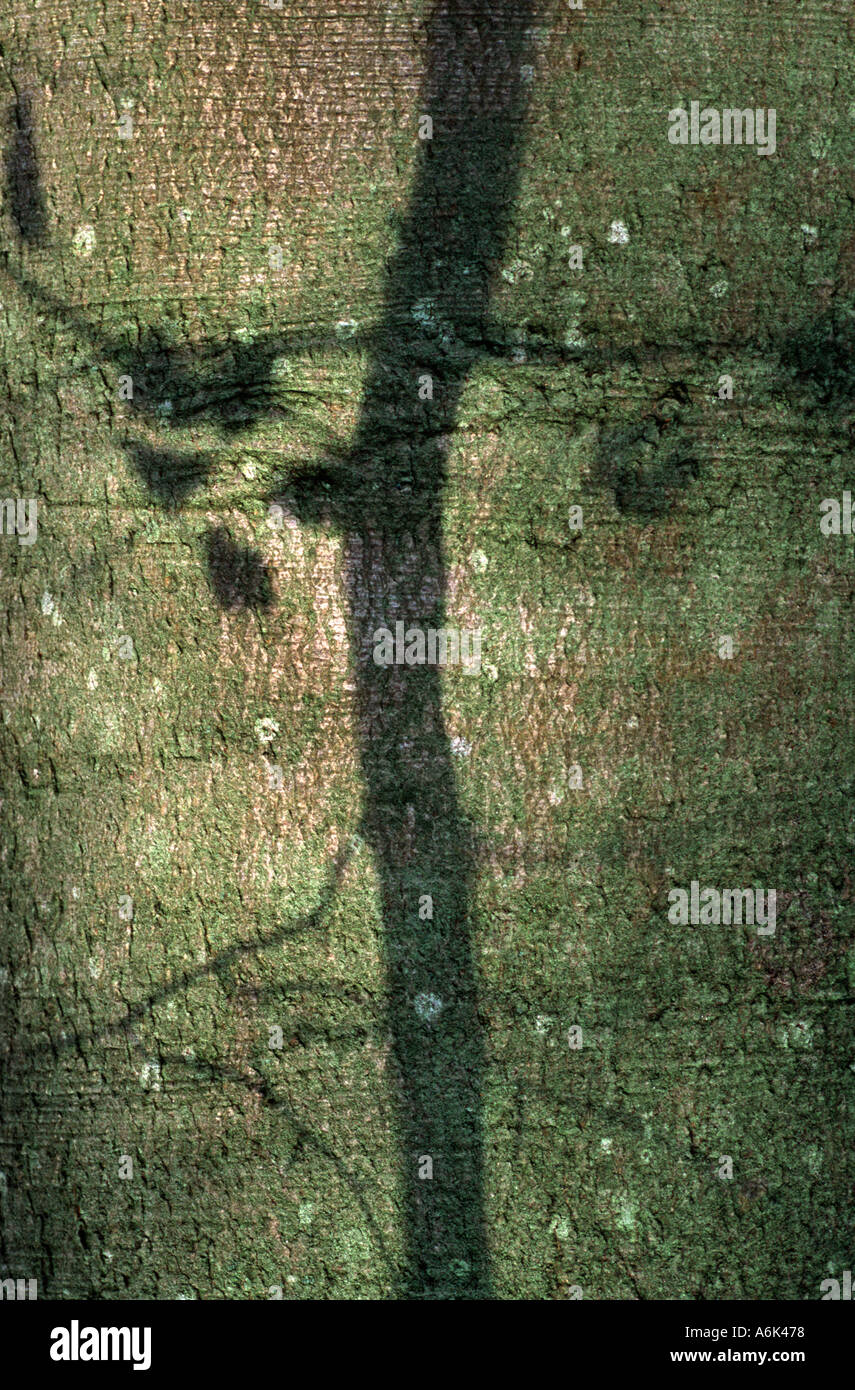 Shadow of a young tree on the trunk of a mature tree Stock Photo - Alamy