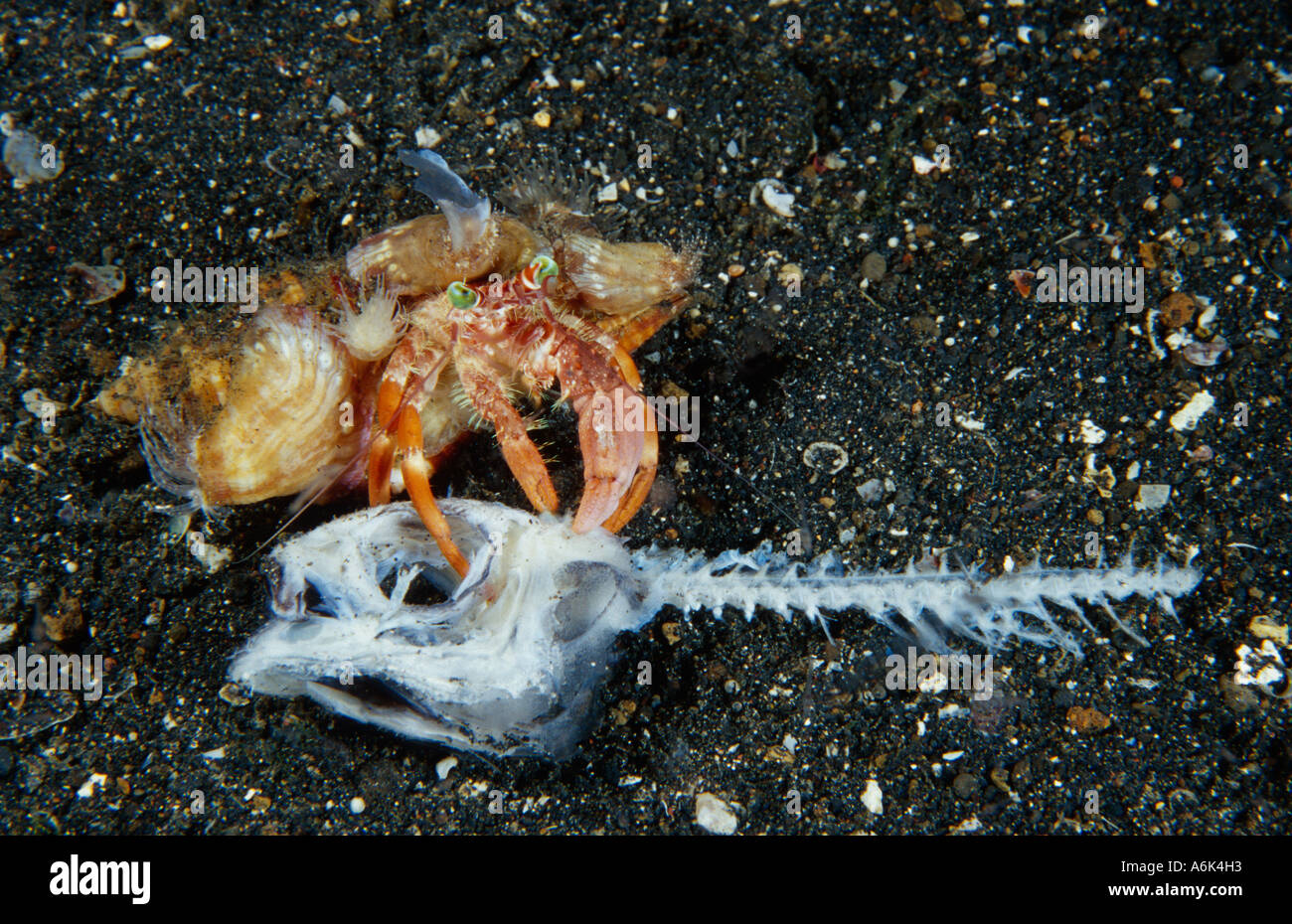 Hermit Crab Food