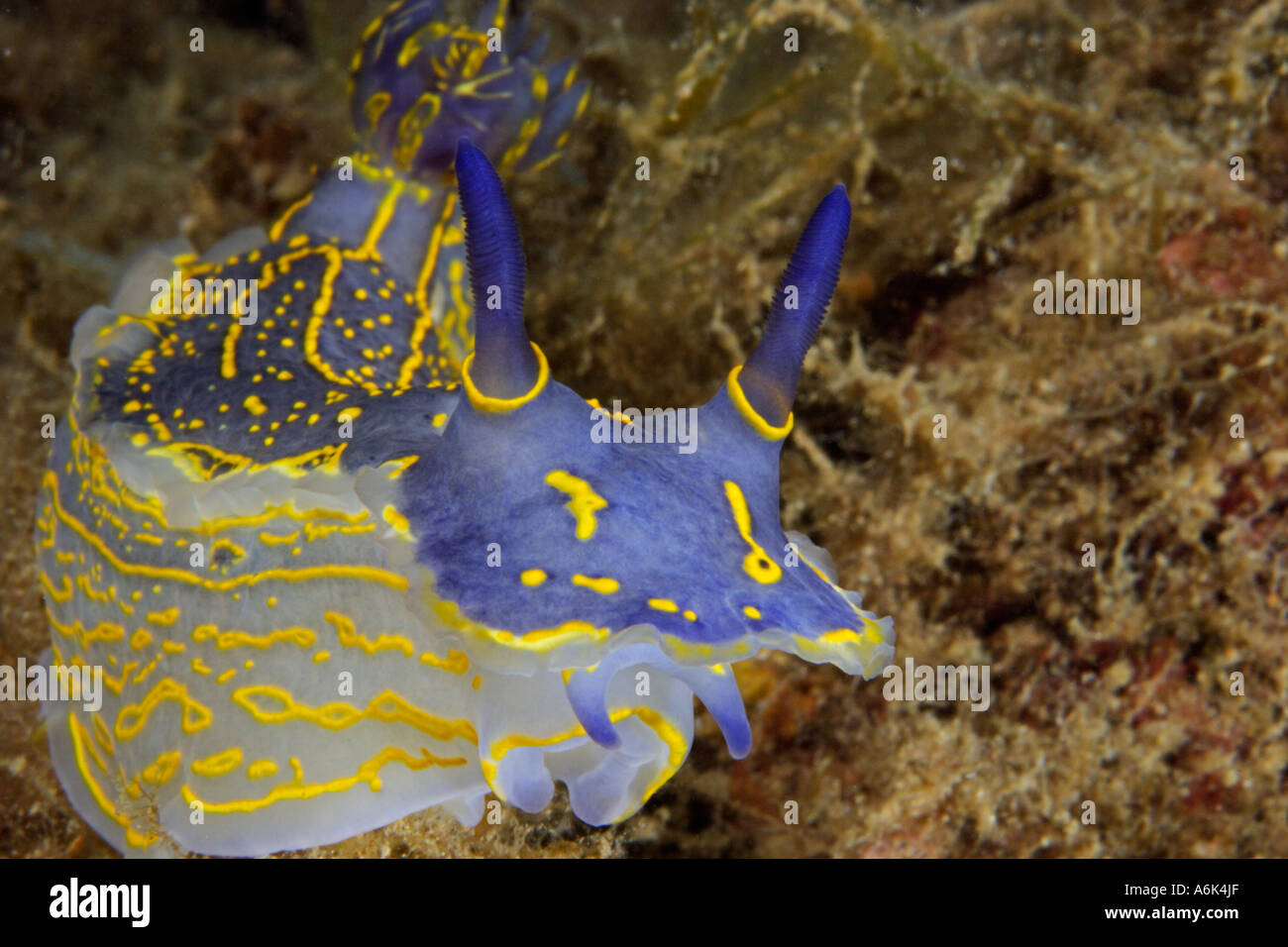 Sea slug nudibranch mediterranean hypselodoris hi-res stock photography ...