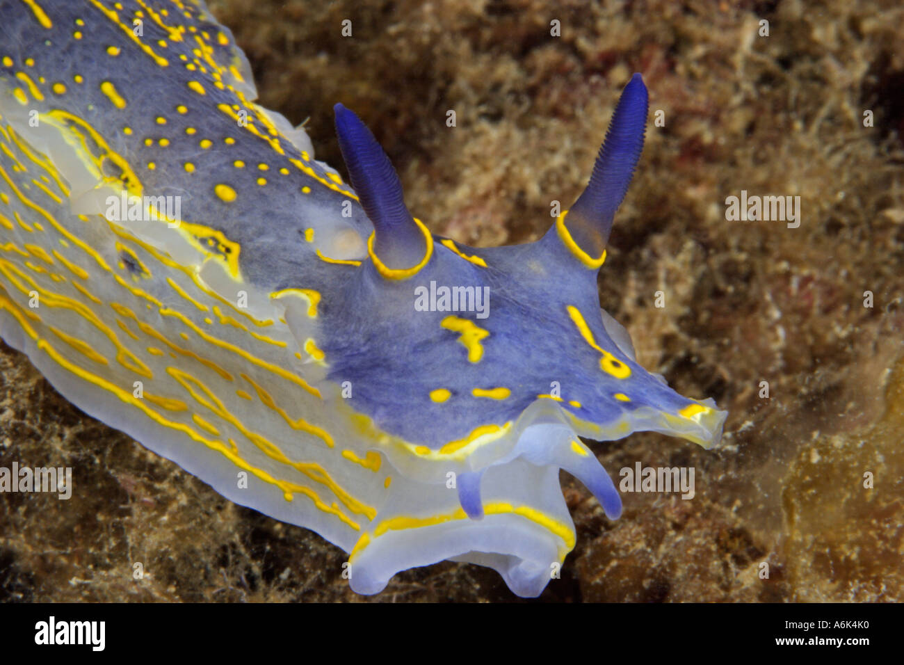 Sea slug nudibranch mediterranean hypselodoris hi-res stock photography ...