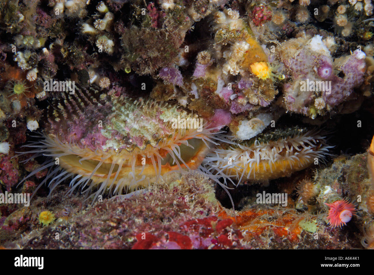 File shell lima lima hi-res stock photography and images - Alamy