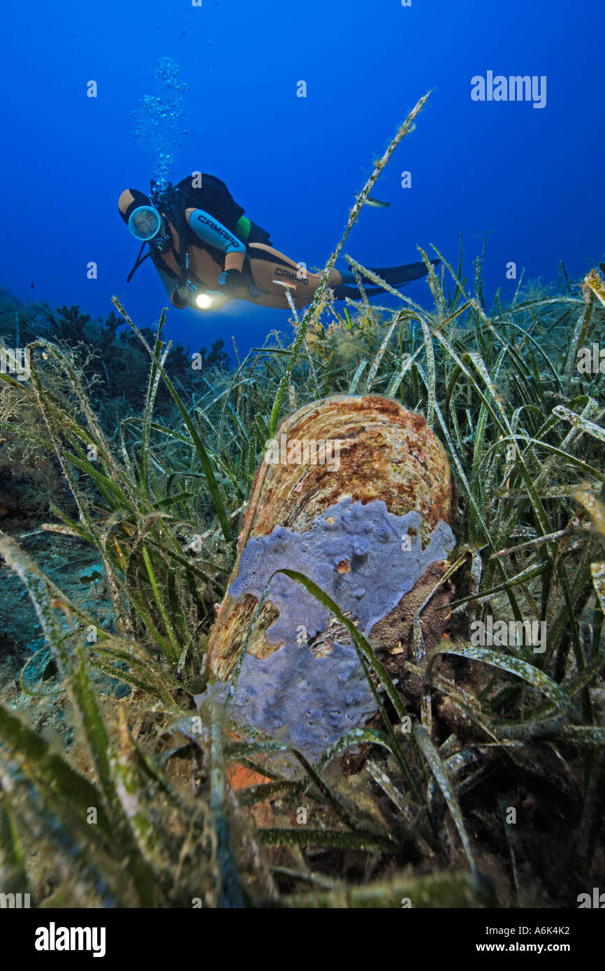 Pinna nobilis, noble pen shell in seagrass with scuba diver ...