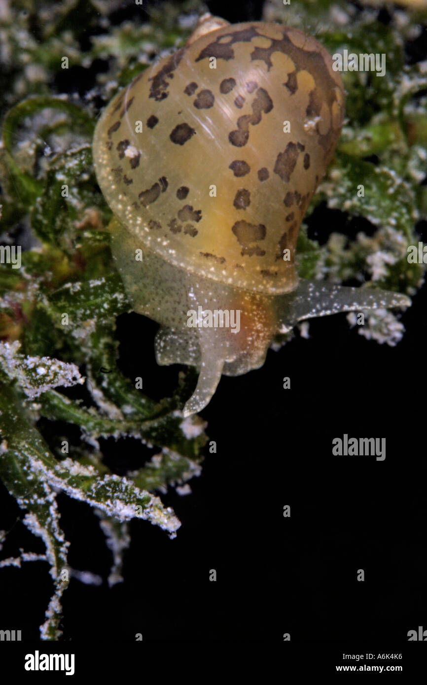 big ear radix, Radix auricularia, Lago di Garda, Italy Stock Photo - Alamy