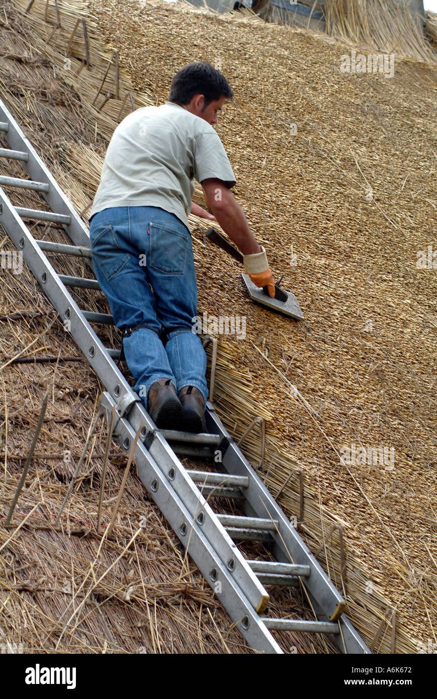 Thatcher working with reed on a cottage roof Hampshire Southern England ...
