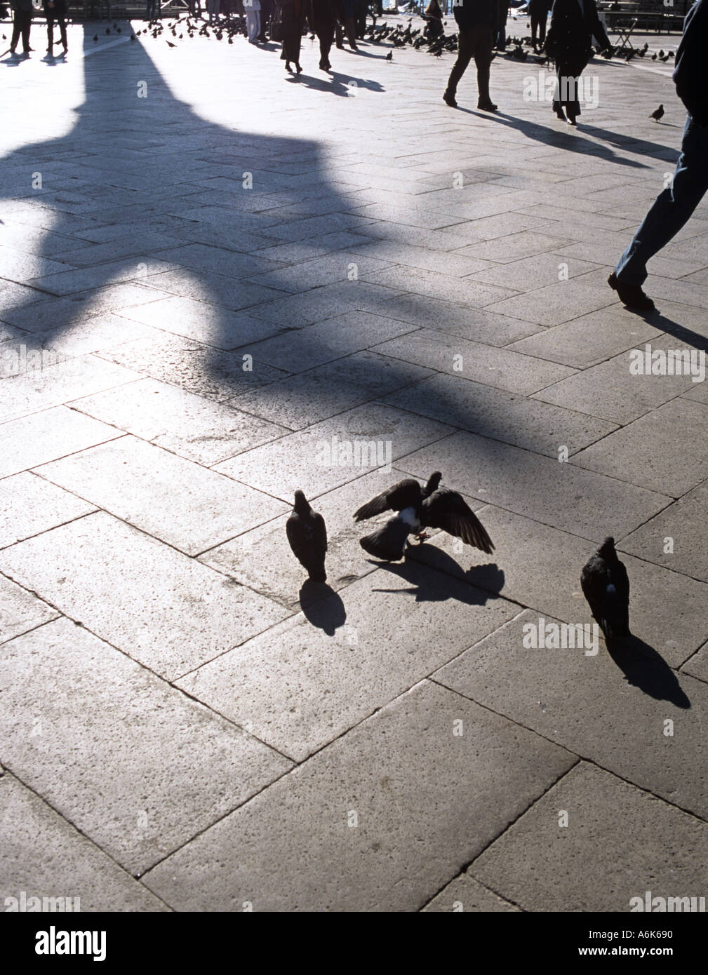 pigeons and shadows piazza san marco venice italy Stock Photo - Alamy