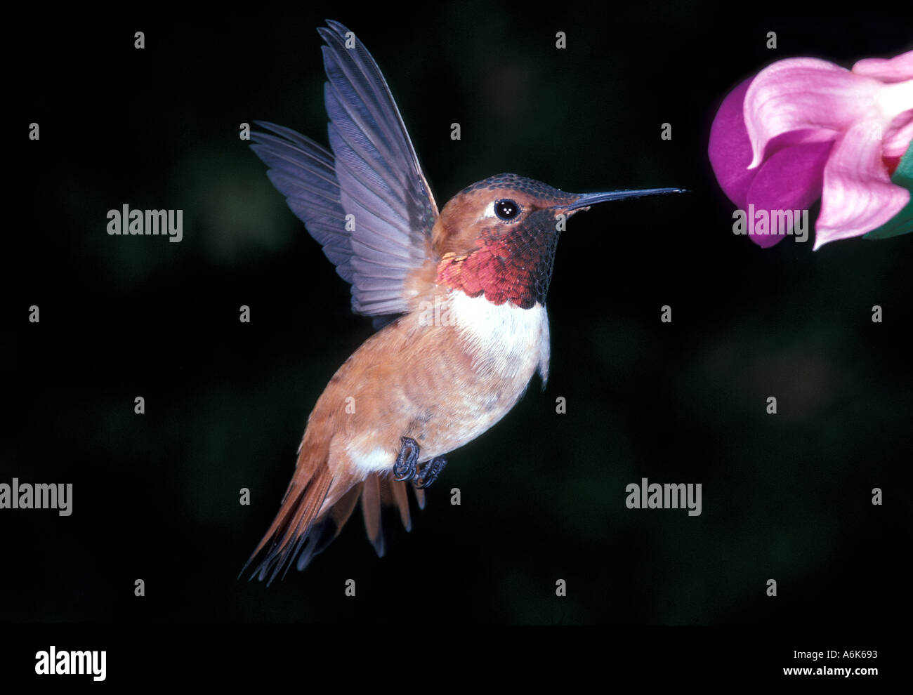 BIRD HUMMINGBIRD Rufus Stock Photo - Alamy
