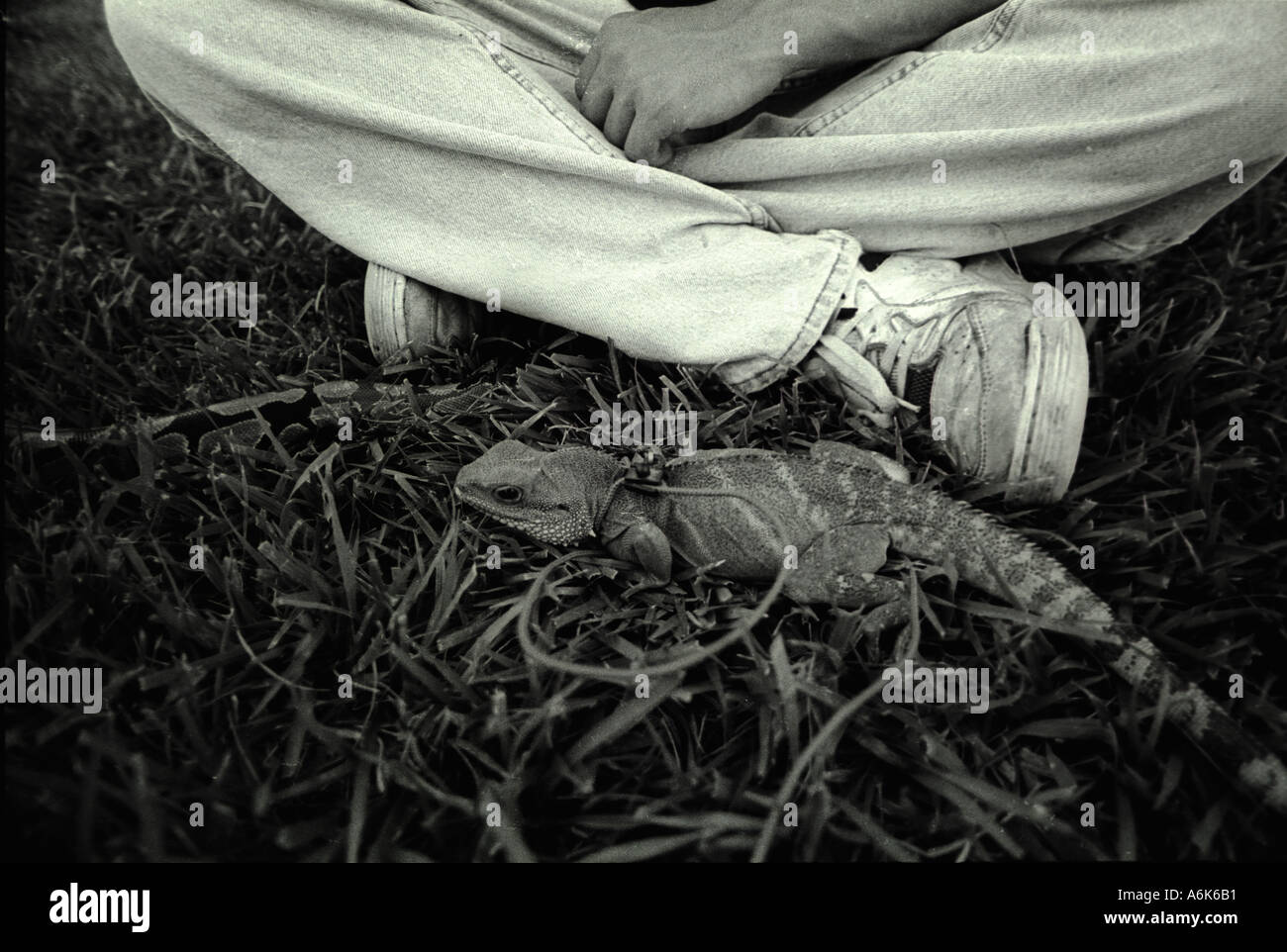 Man with monitor lizard hi-res stock photography and images - Alamy