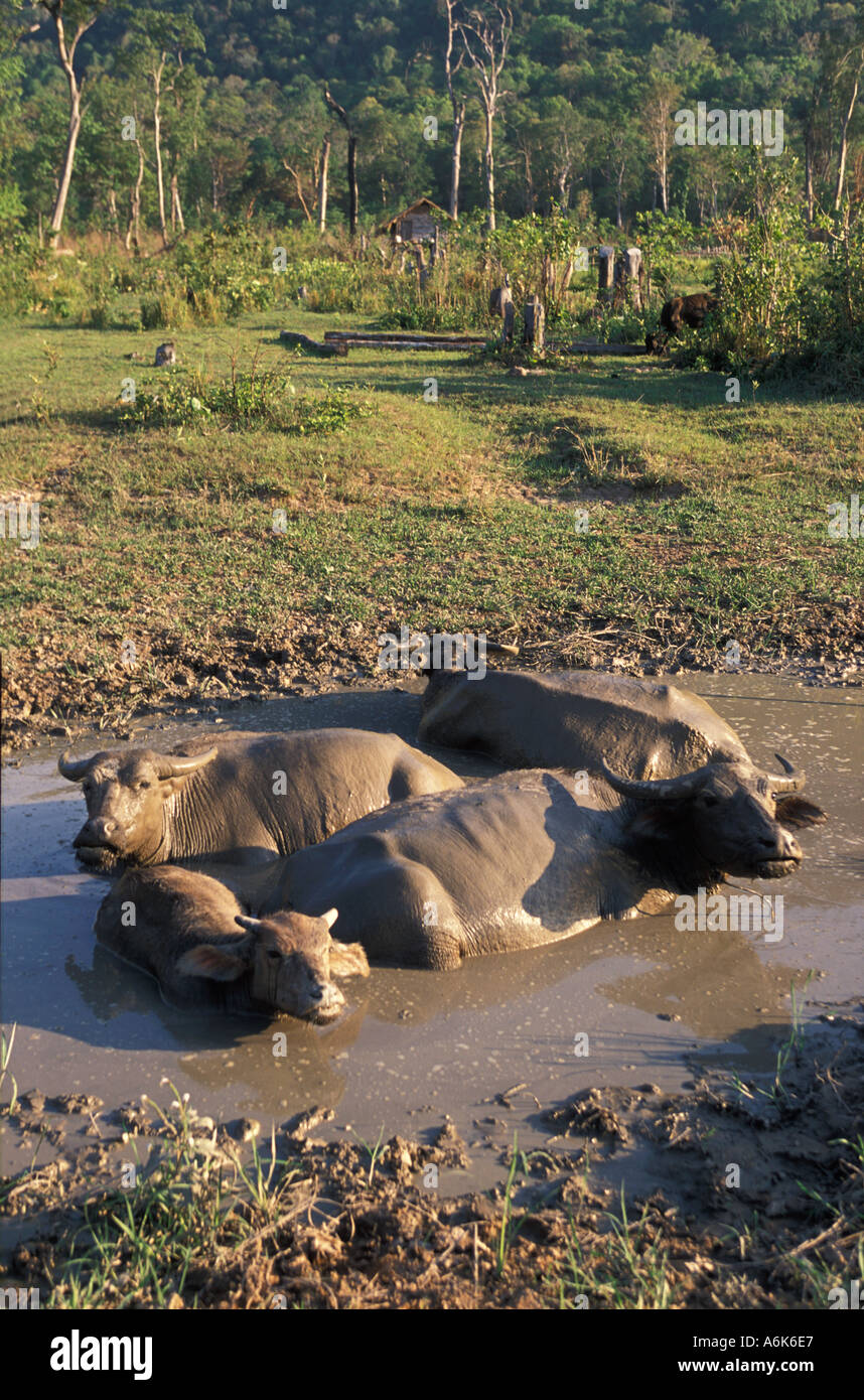 Water buffalo in mud pool hi-res stock photography and images - Alamy