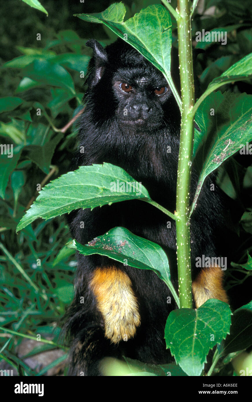 MAMMAL TAMARIN Red handed Stock Photo - Alamy