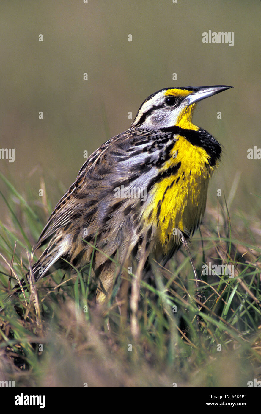 The lark hi-res stock photography and images - Alamy