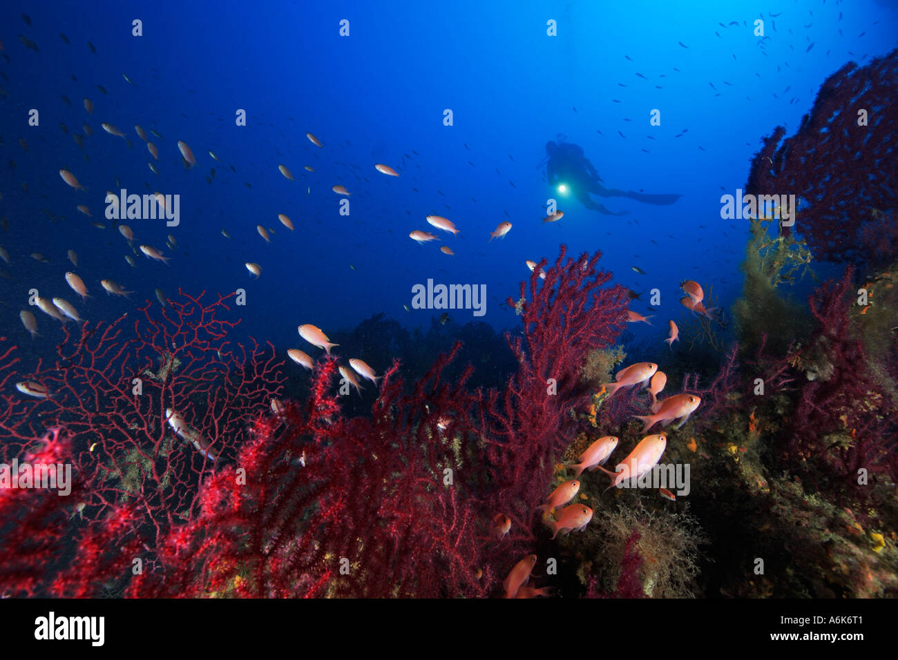 scuba diver on reef with red gorgonians, Elba Italy Mediterranean sea ...