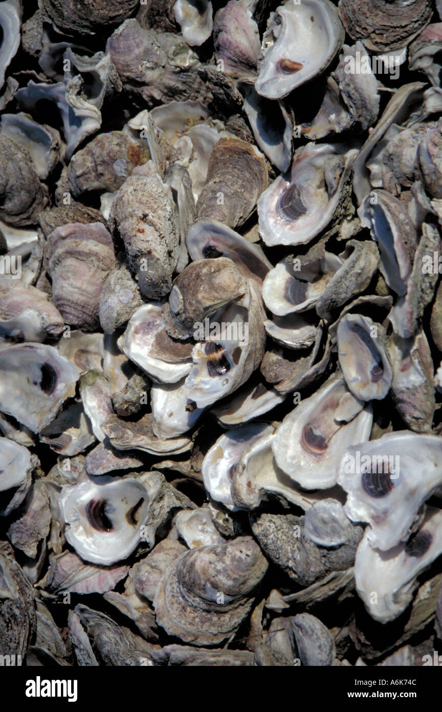 Alabama usa oyster hi-res stock photography and images - Alamy