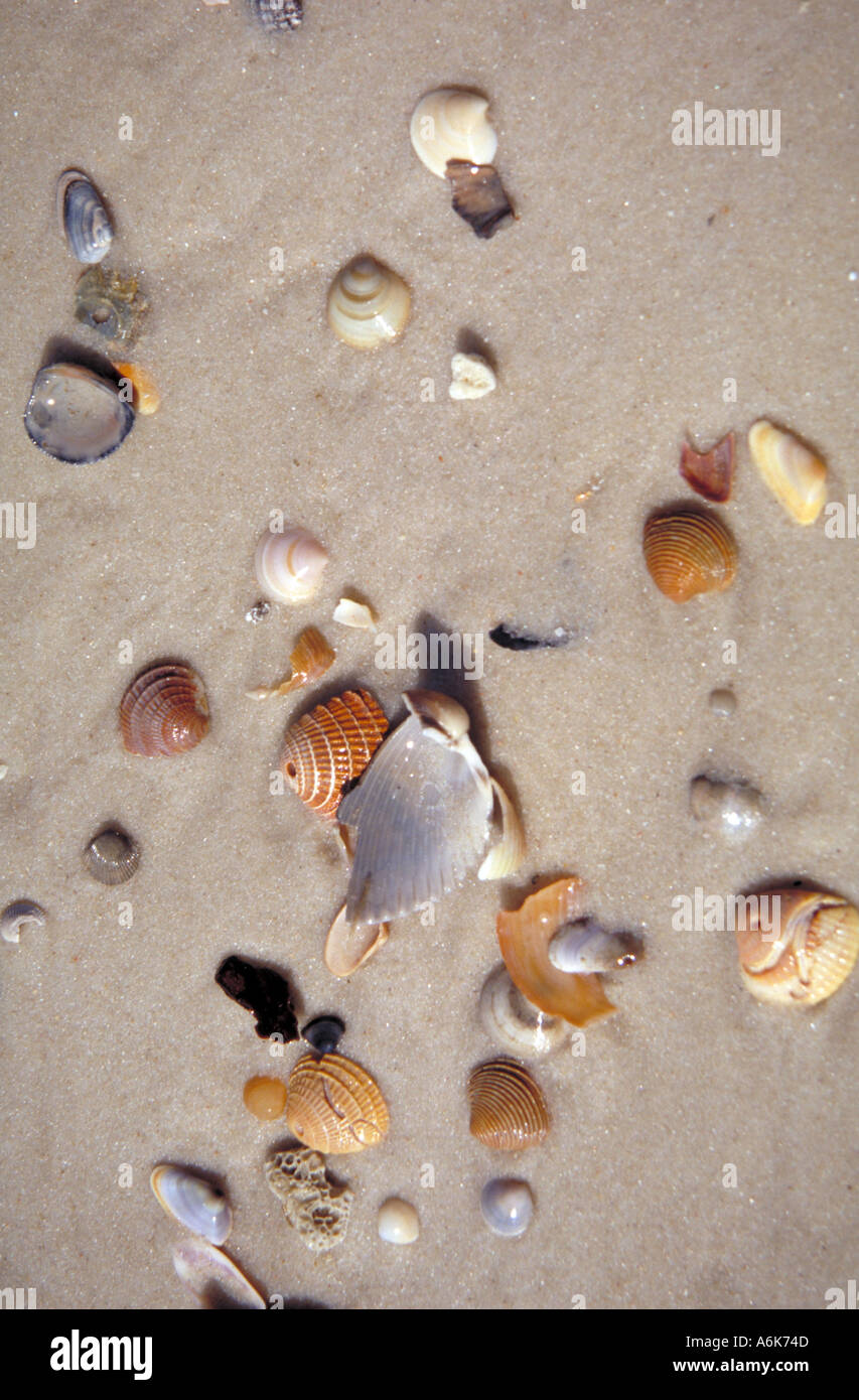 Sea shells beach gulf alabama hi-res stock photography and images - Alamy